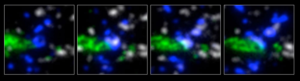 Array tomography | Janelia Research Campus